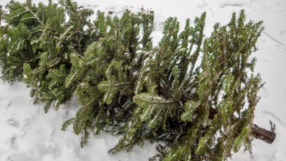 Yard Waste | Mid Michigan Waste Authority